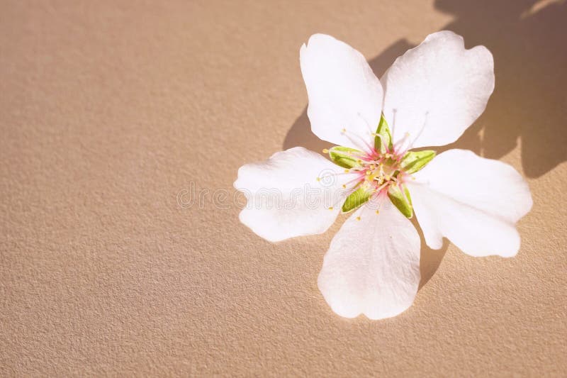 Almond Tree White Flower on Beige Pink Sunny Table Stock Image - Image ...