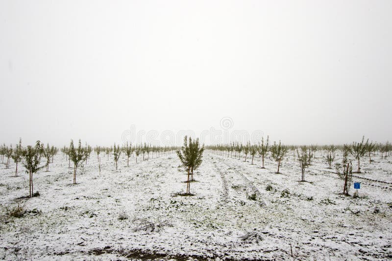 Almond Tree Yard and Garden during Snowfall, Winter Landscape Stock ...