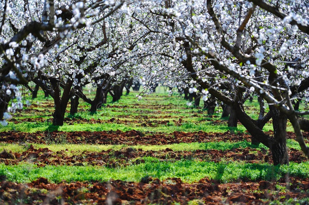 Almond trees stock photo. Image of almond, spring, shadow - 23504686