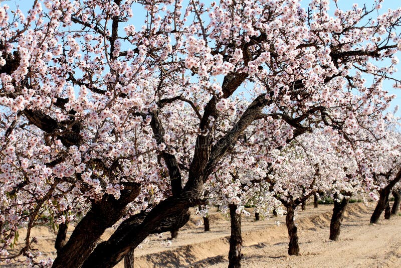 Almond trees stock photo. Image of forest, texture, garden - 25041070