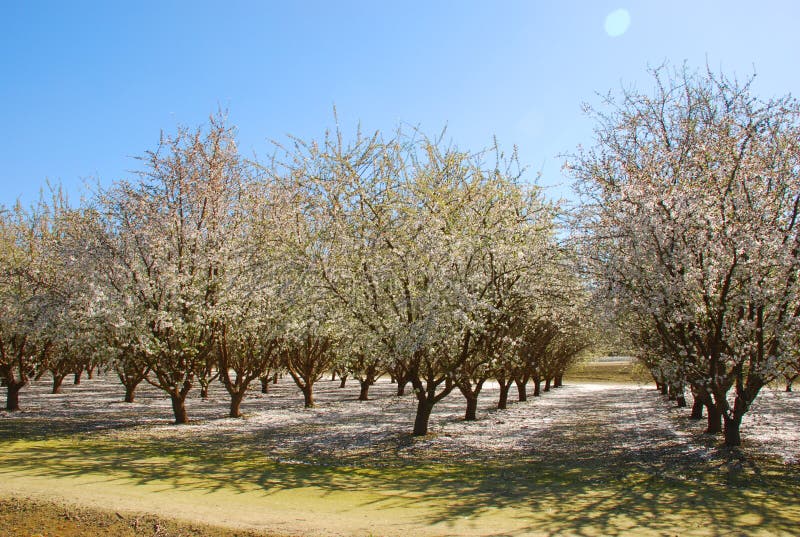 Almond trees stock image. Image of rows, sunshine, almond - 9618603