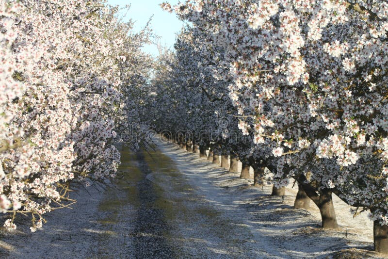 544 Almond Trees California Stock Photos - Free & Royalty-Free Stock ...
