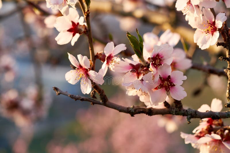 Almond Trees in Bloom in March Stock Photo - Image of orchard, sunny ...