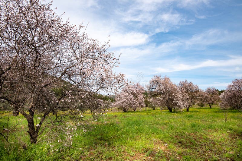 Almond Trees Bloom in Spring Against Blue Sky. Stock Image - Image of ...