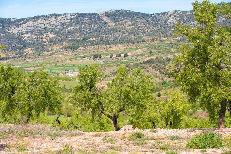 Almond Trees in the Forest on a Background of Mountains. Stock Image ...