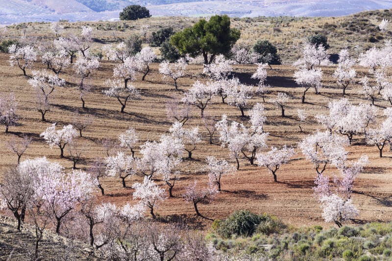 Almond trees in full bloom stock photo. Image of blooming - 38309740
