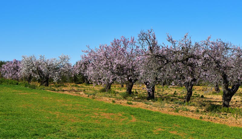Almond trees in full bloom stock image. Image of blue - 66195585