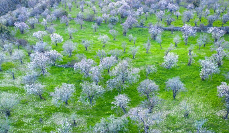 Almond Trees Orchard in Spring, Aerial View Stock Image - Image of ...