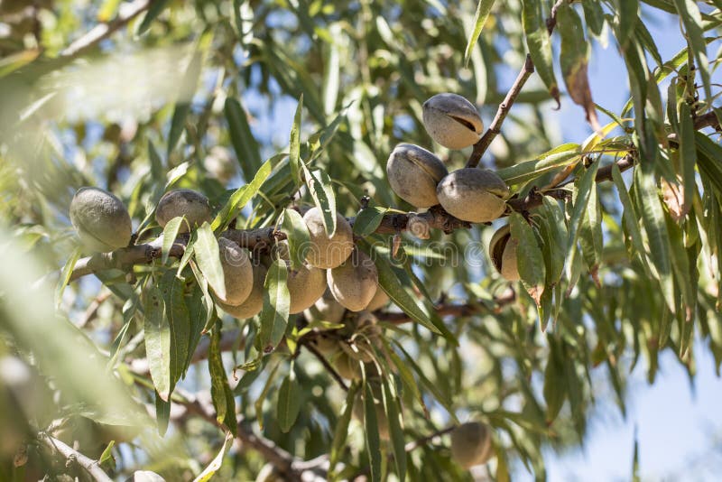 Almond trees stock photo. Image of cultivation, almond - 137936114