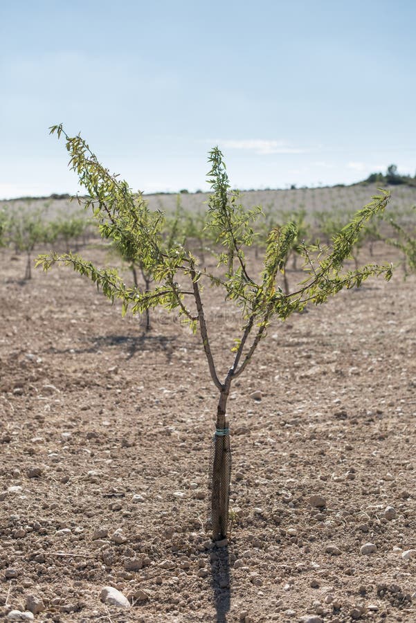 Almond trees stock photo. Image of prunus, agriculture - 137936962