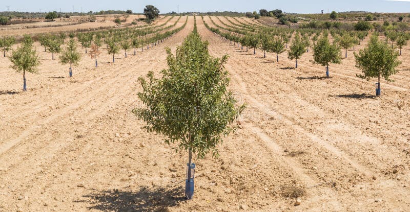 Almond trees stock image. Image of rural, nature, spanish - 138001917