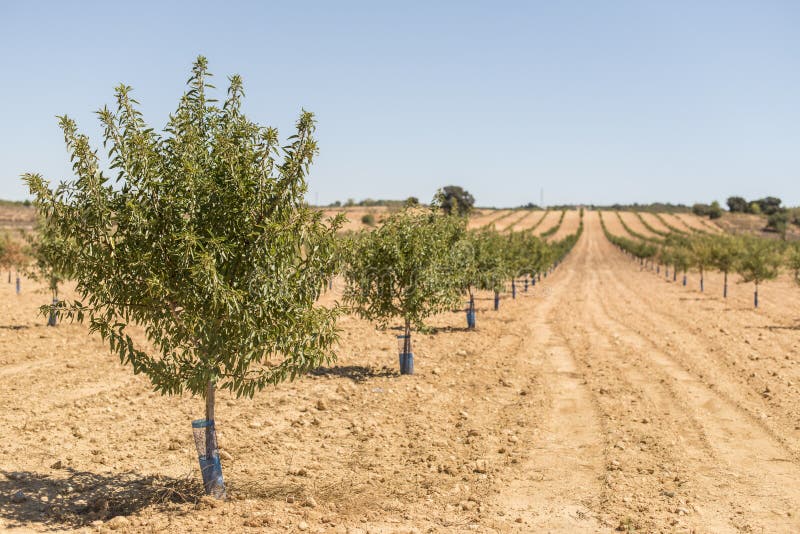 Almond plantation trees stock image. Image of rosales - 26252665