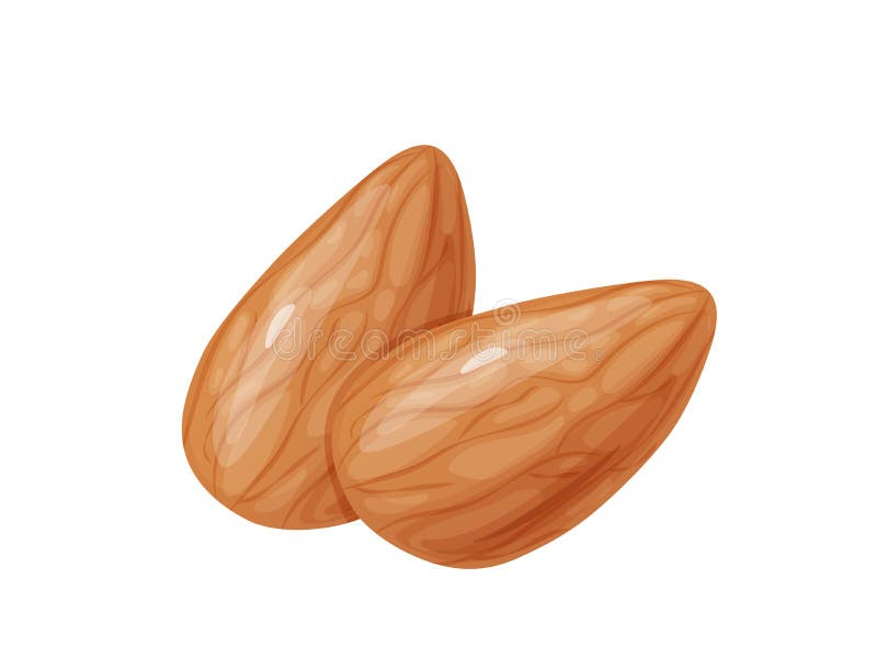 Almond. Two Whole Almonds Nuts without Shell Stock Vector ...