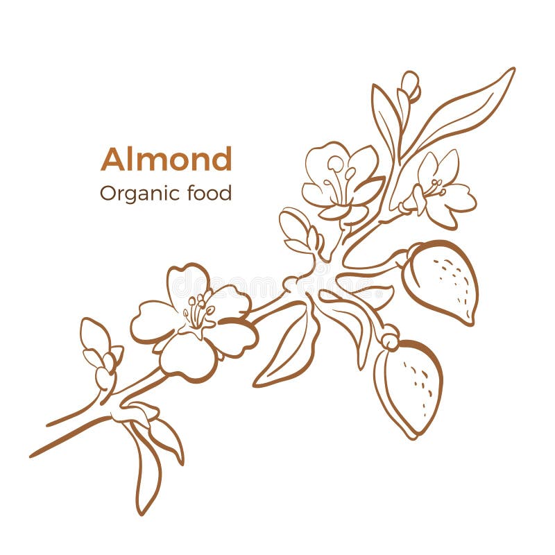 Almond Line Icon Concept. Almond Flat Vector Symbol, Sign, Outline ... Almond Line Icon Concept. Almond Flat Vector Symbol, Sign, Outline ...