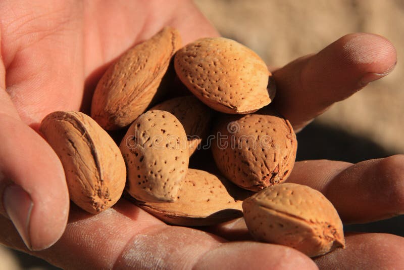 Almonds stock image. Image of handful, energy, closeup - 19901987