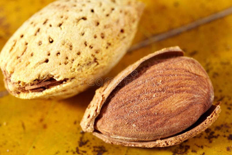 Almond Badam Shells Stock Photos - Free & Royalty-Free Stock Photos ...