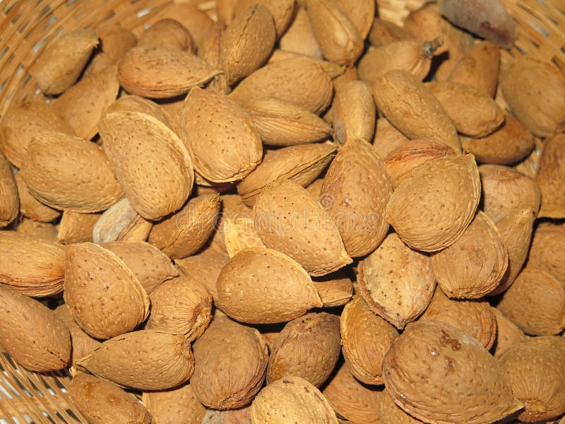 Almonds stock image. Image of food, ingredient, biological - 59346433