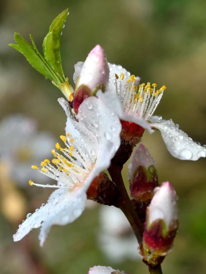 Almond Buds And Flowers After The Rain Stock Photo - Image of abstract ...