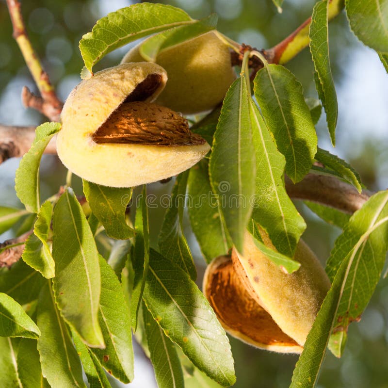 Ripe almonds stock image. Image of branch, leaf, agriculture - 51578567