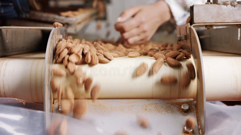 Almonds on a Conveyor Belt in an Industrial Food Processing Facility ...
