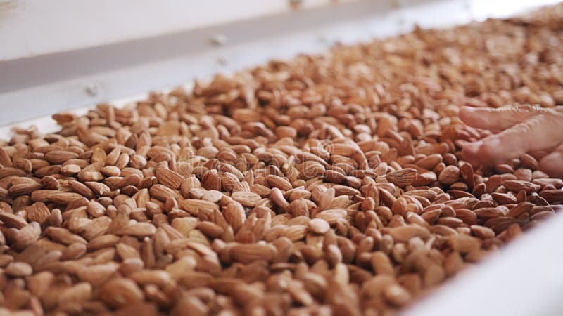 Almonds on a Vibrating Sorting Machine in an Industrial Food Processing ...