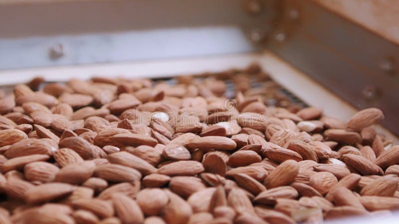 Almonds on a Conveyor Belt in an Industrial Food Processing Facility ...