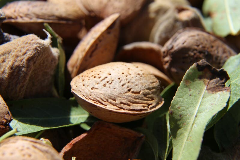Almonds stock image. Image of almond, tree, harvest, yellow - 35665555