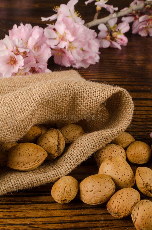 Almonds of fall stock image. Image of vegetarian, almonds - 40817903