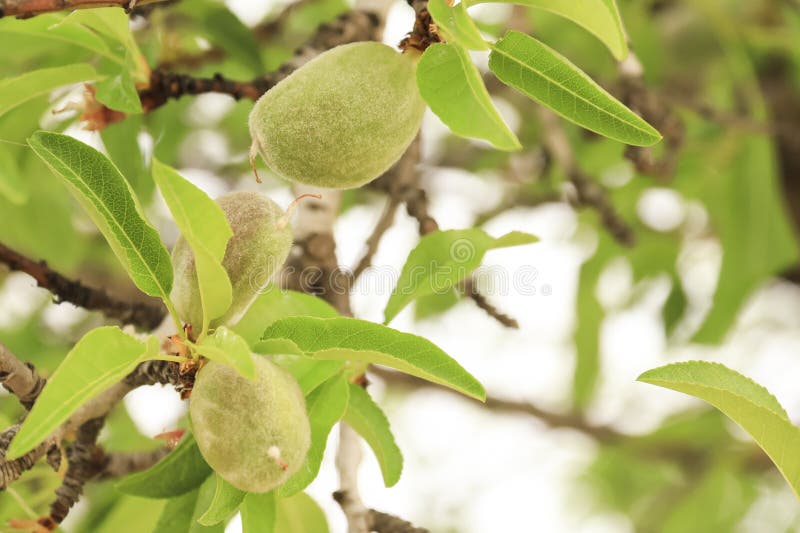 Almonds Growing on the Branch of the Almond Tree Stock Image - Image of ...
