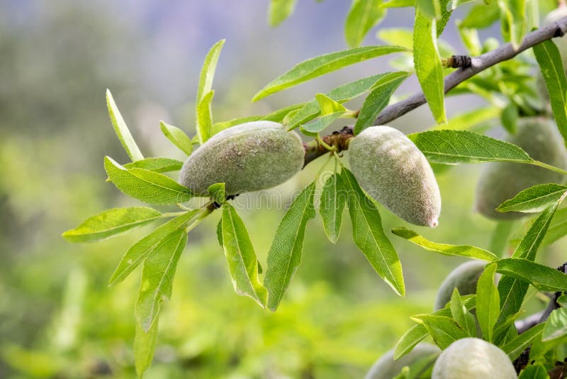 Fresh Almonds Growing On Tree Stock Photo - Image of macro, blue: 147541460