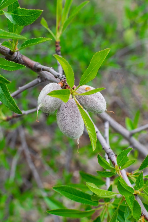 Almonds Growing in the Tree Stock Photo - Image of branch, amygdalus ...