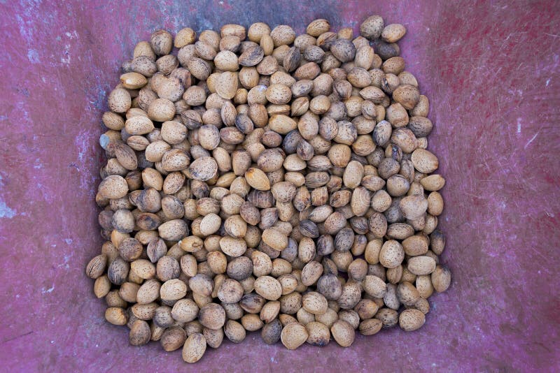 Almonds stock image. Image of healthy, yield, energy - 68068841