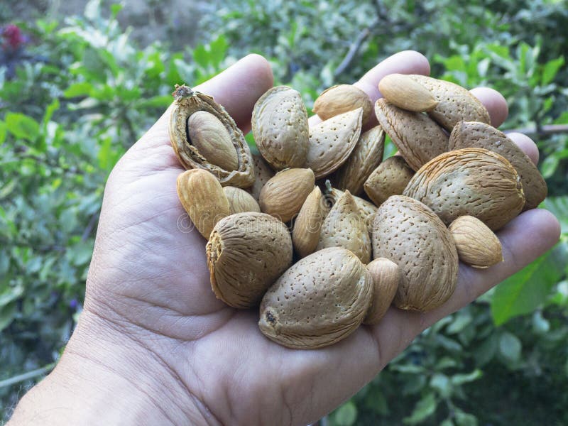 New crop fresh almonds stock photo. Image of shellfish - 100526198