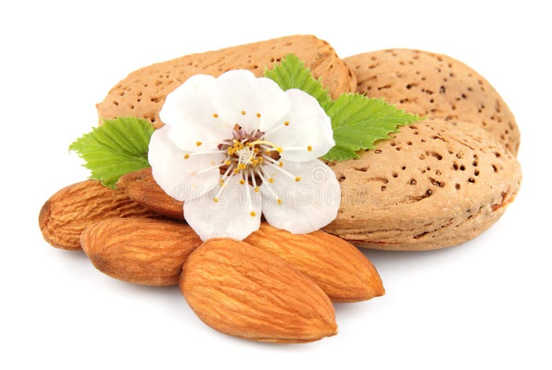 Almonds Nuts with Flowers of Nuts Stock Image - Image of flowers ...