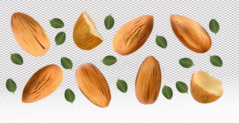Rich Green Nuts Stock Illustrations – 52 Rich Green Nuts Stock ...