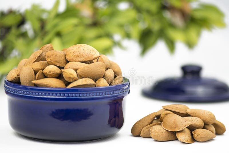 Shelled Almonds stock photo. Image of almonds, eating - 44179278