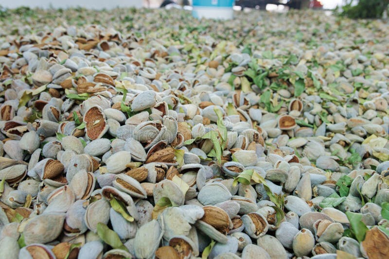 Almonds Piled in Piles on the Ground for Drying and Peeling Stock Image - Image of organic ...
