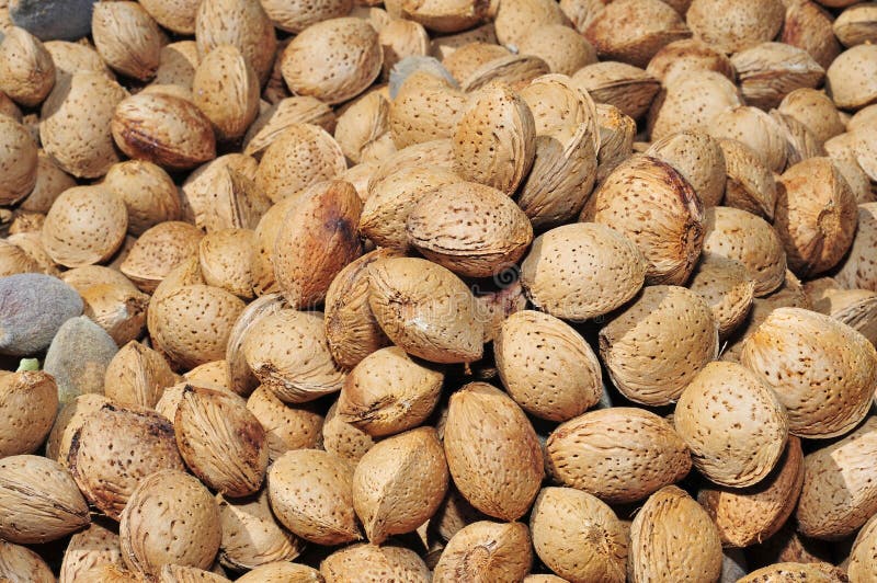 Almonds in shell stock photo. Image of almond, ingredient - 23595588