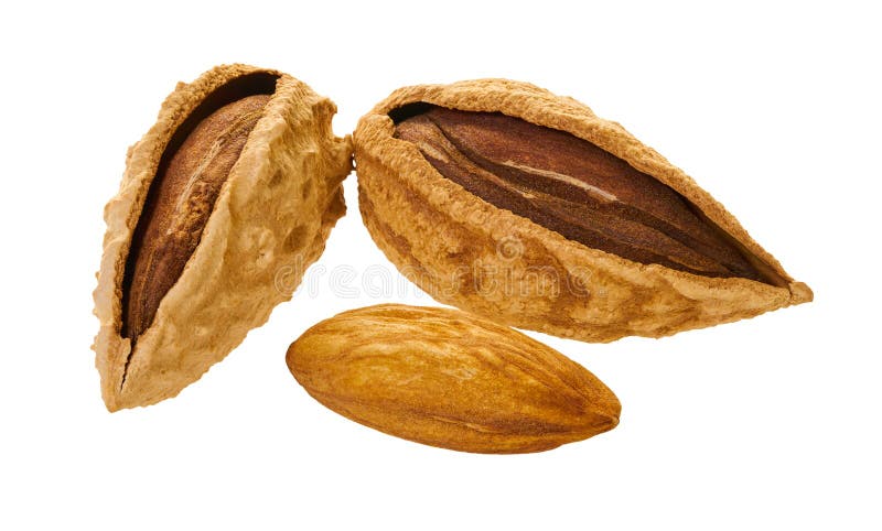 Almonds in shell stock photo. Image of growers, healthy - 10803144