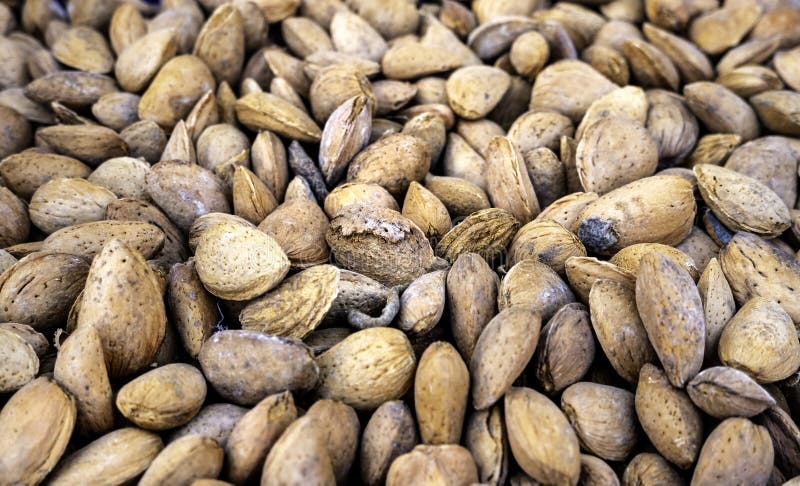 Almonds with shell stock photo. Image of baking, flavor - 360346052