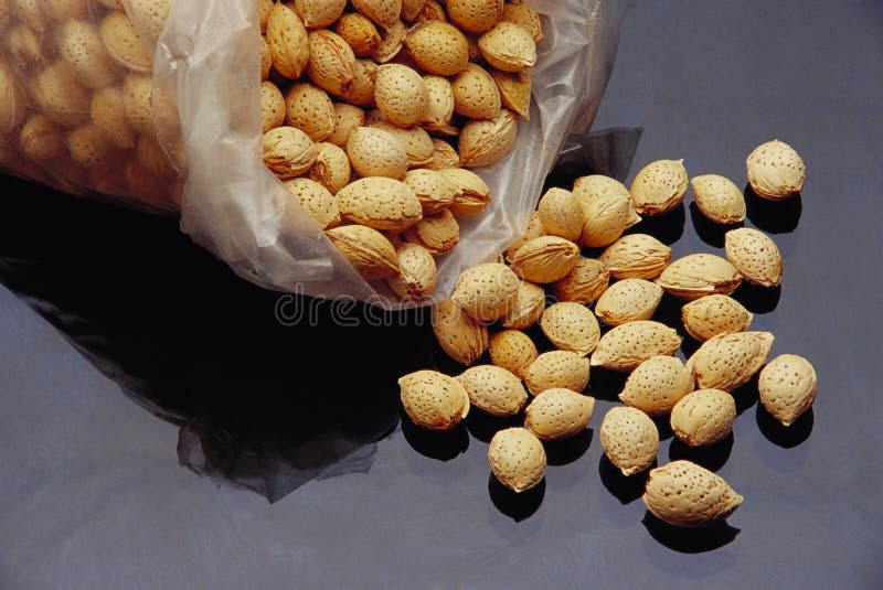 Shell Punjab India Stock Photos - Free & Royalty-Free Stock Photos from ...