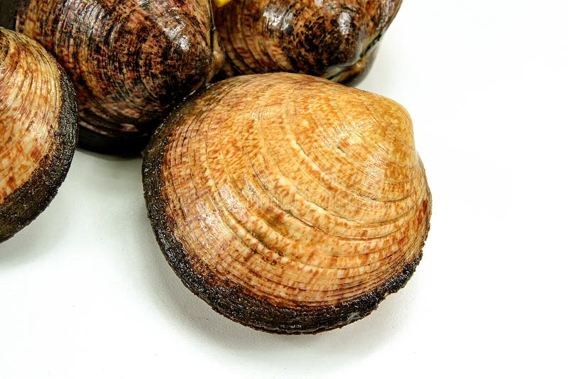 Almonds Cooked on a White Background Stock Photo - Image of delicacy ...