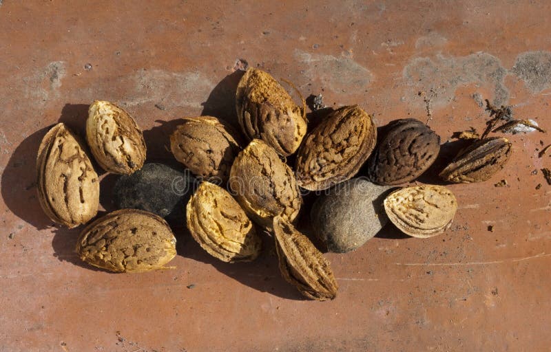 Almonds shells stock image. Image of nutrition, fruit - 15868683