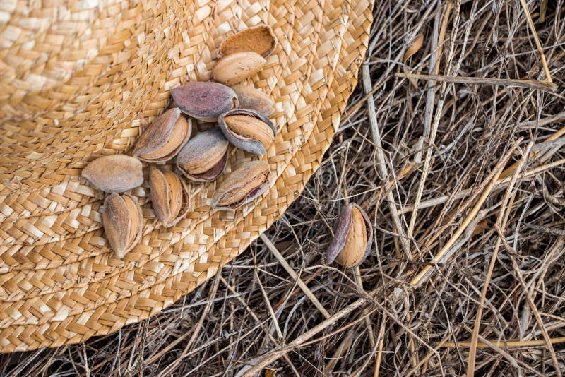Almonds on a straw hat. stock image. Image of fruit, harvested - 76648713