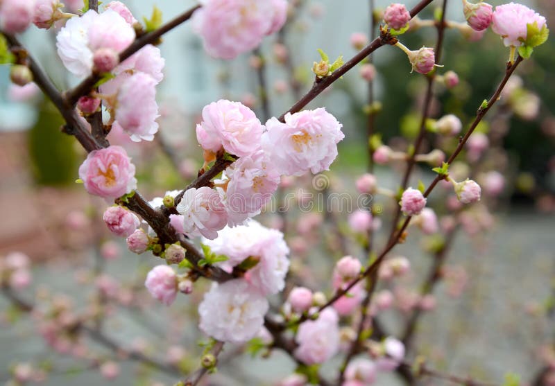 Almonds Three-blade Prunus Triloba Lindl., Branches with Flowers Stock ...