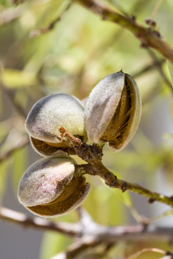 116 Ripe Almonds Growing Tree Stock Photos - Free & Royalty-Free Stock ...