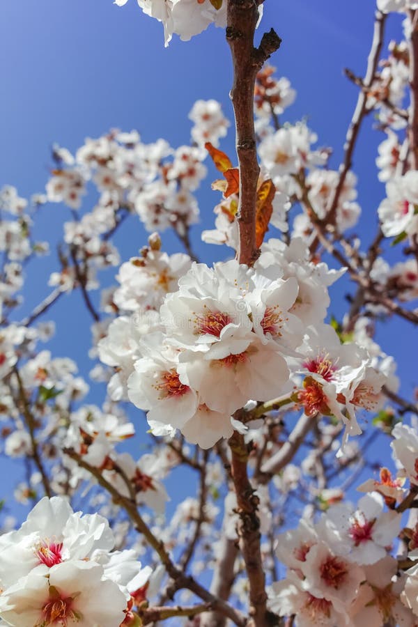Almonds Tree Blossom, Springtime in Orchard, Nature Background W Stock ...