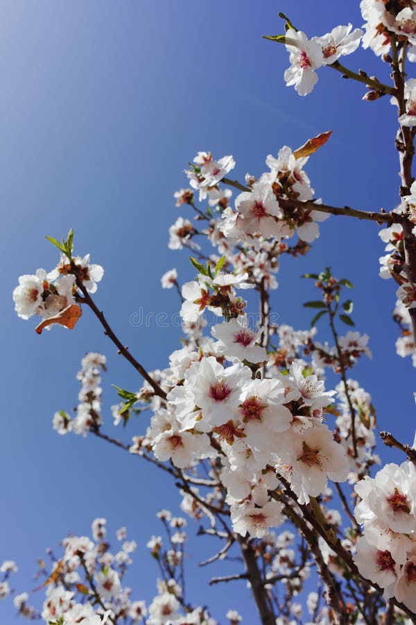 Almonds Tree Blossom, Springtime in Orchard, Nature Background W Stock ...