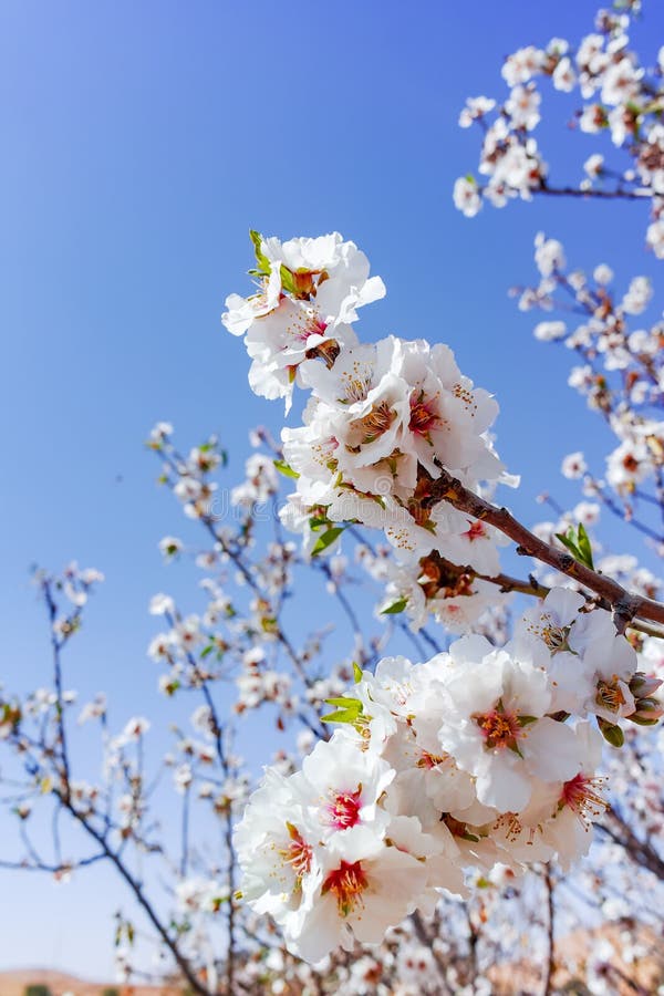 Almonds Tree Blossom, Springtime in Orchard, Nature Background W Stock ...