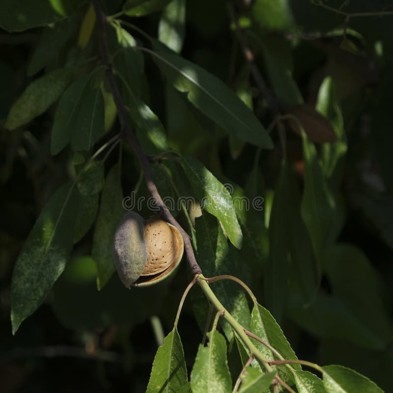 Almonds on a Tree Branch in the Forest Stock Image - Image of healthy ...